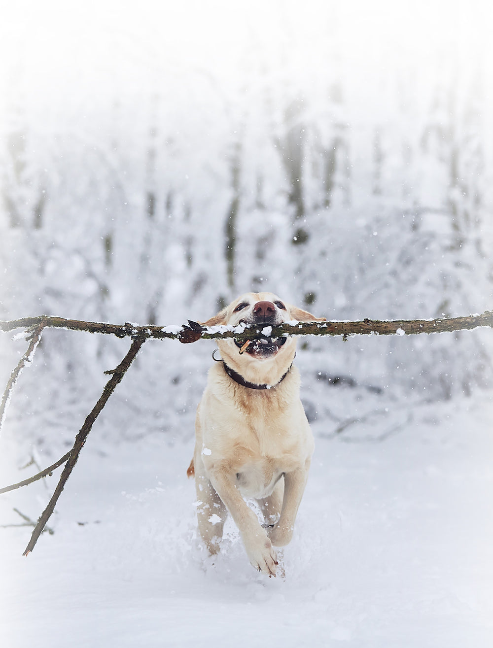 Wine Dog | A Wine Club That's For The Dogs